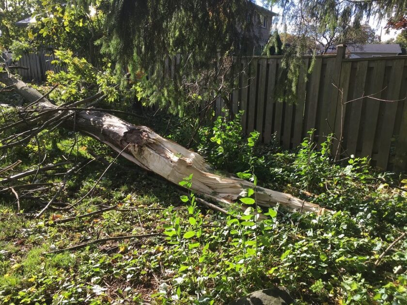 Storm-Damaged Trees: Deciding Between Restoration or Removal | Baum ...