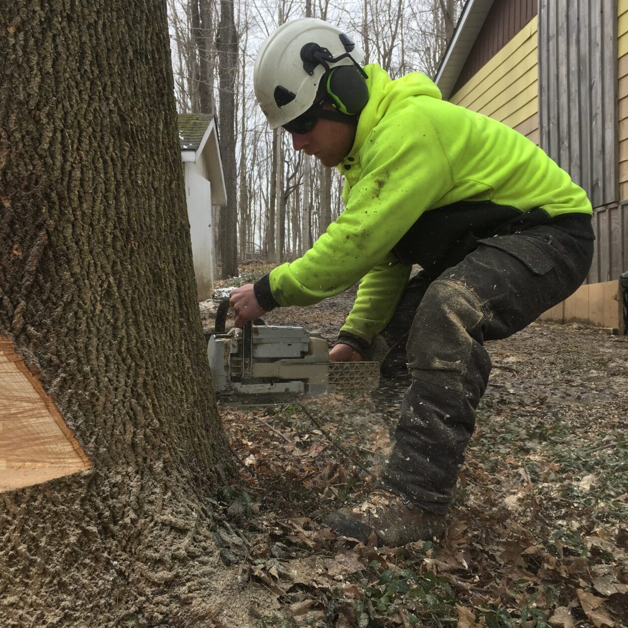 The Importance of Professional Tree Removal | Baum Tree Care